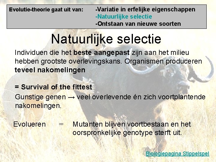 Evolutie De meeste biologen geloven dat 1 alle