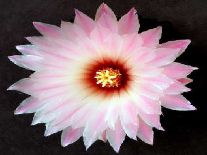 Flower A Fascinating organ of Angiosperms Flower has