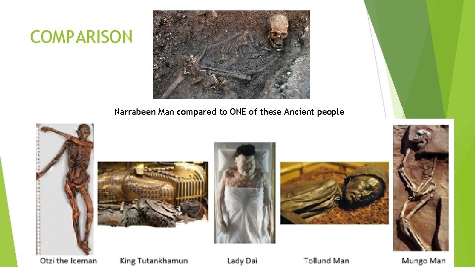 COMPARISON YEAR 7 HISTORY COMPARISON Narrabeen Man compared