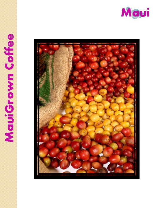 Hawaii Coffee Growers Report Kimo Falconer Maui Grown