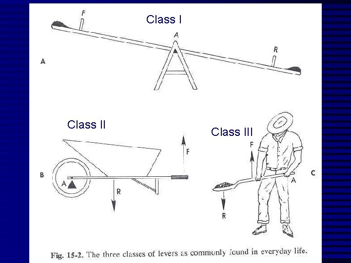 Biomechanics of musculoskeletal system pp 420 436 Objectives