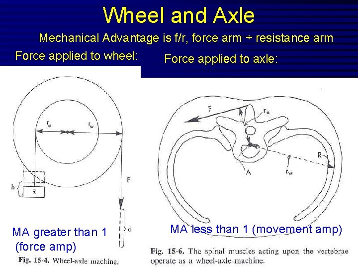 Biomechanics of musculoskeletal system pp 420 436 Objectives