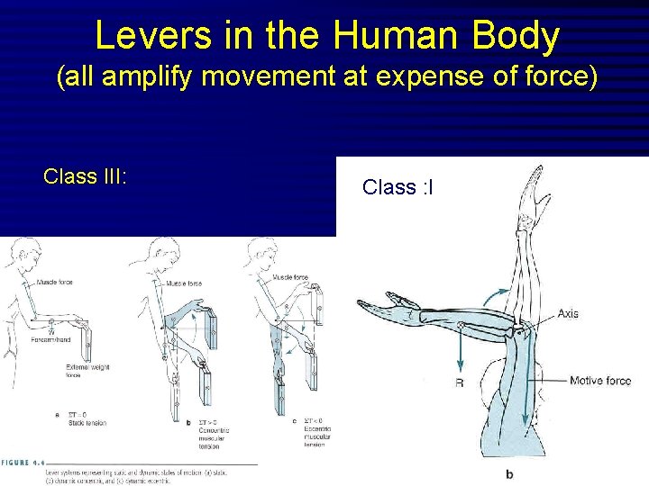 Biomechanics of musculoskeletal system pp 420 436 Objectives