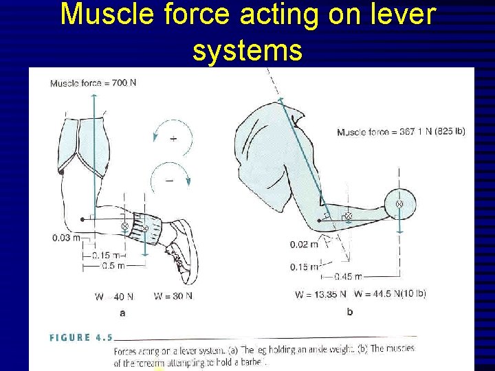Biomechanics of musculoskeletal system pp 420 436 Objectives