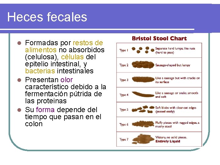 Tema 3 Anatoma y fisiologa del Aparato Digestivo