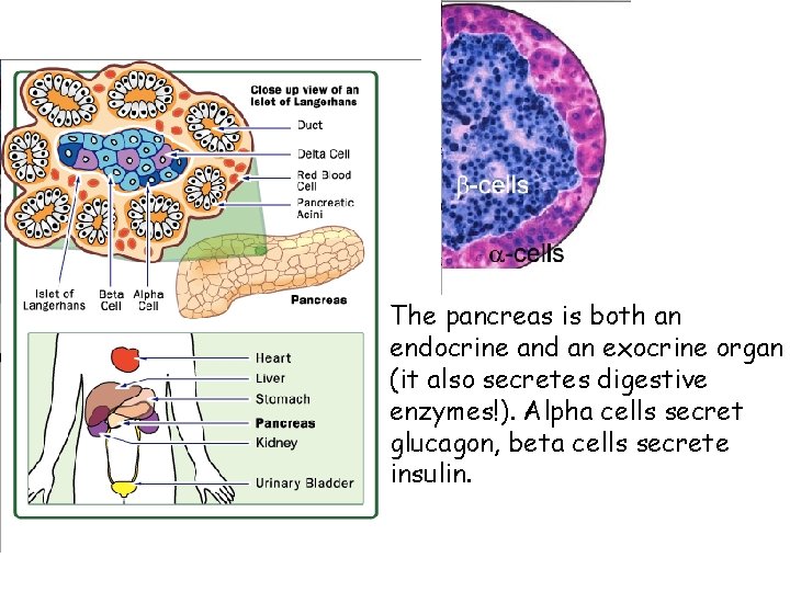 Hormones Chapter 47 We have seen several examples
