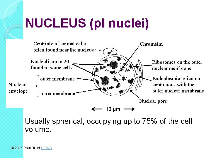 EUKARYOTE CELL ULTRASTRUCTURE 2016 Paul Billiet ODWS Primary