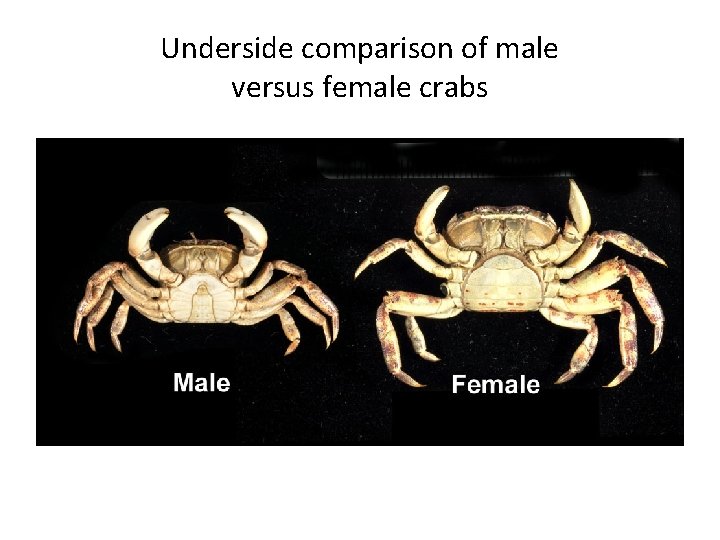 Laboratory Exercise Using Digital Images of Specimens from