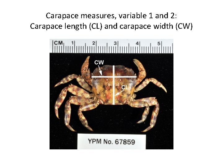 Laboratory Exercise Using Digital Images of Specimens from
