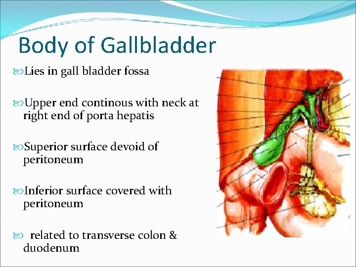 Extrahepatic biliary apparatus Dr Shivarama Bhat functions Collects