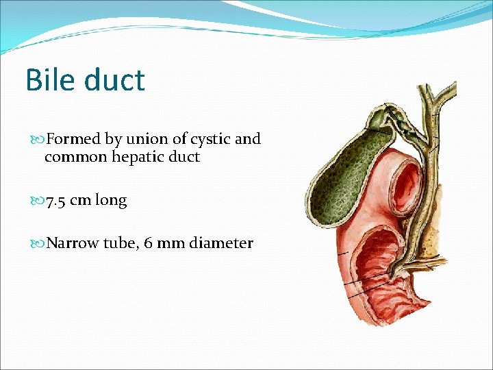 Extrahepatic biliary apparatus Dr Shivarama Bhat functions Collects