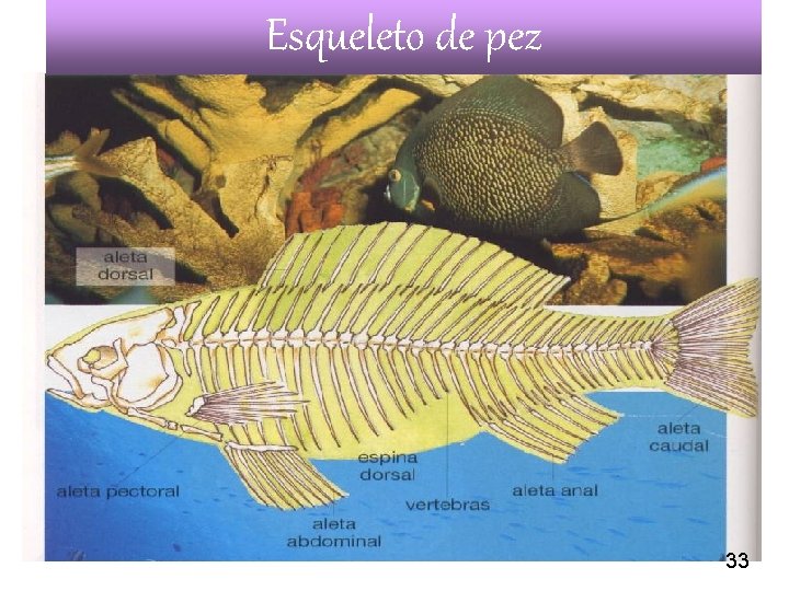 ANIMALES VERTEBRADOS E INVERTEBRADOS Sabas que muchos animales