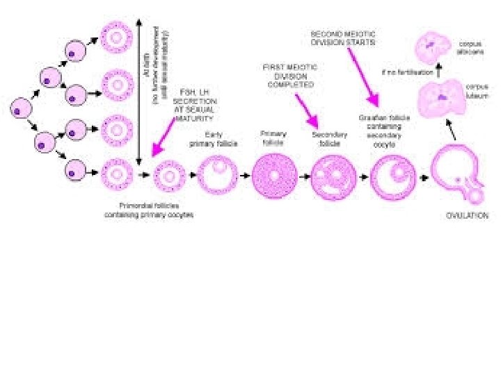 Aspects of Human Reproduction Histology of ovary Histology