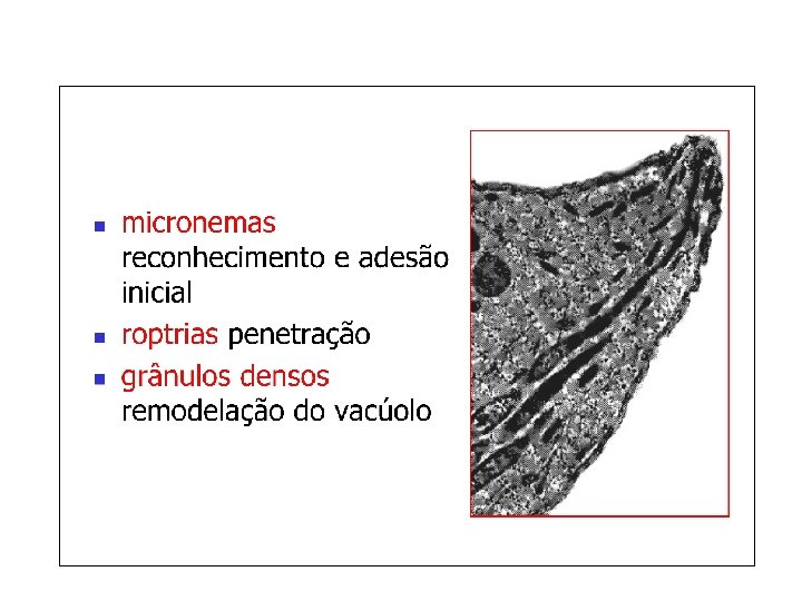 TOXOPLASMOSE Toxoplasma gondii Parasitologia Farmcia 2007 Toxoplasma gondii