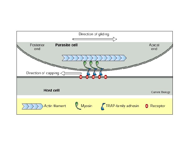 TOXOPLASMOSE Toxoplasma gondii Parasitologia Farmcia 2007 Toxoplasma gondii