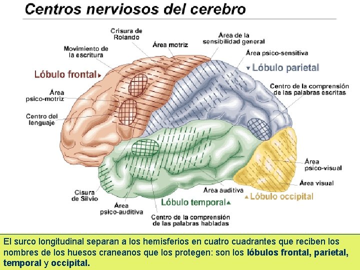 Sistema Nervioso Sistema Nervioso l Sistema nervioso central