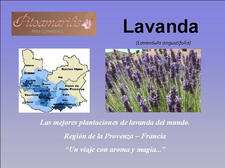 Lavanda Lavandula angustifolia Las mejores plantaciones de lavanda