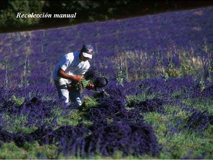 Lavanda Lavandula angustifolia Las mejores plantaciones de lavanda