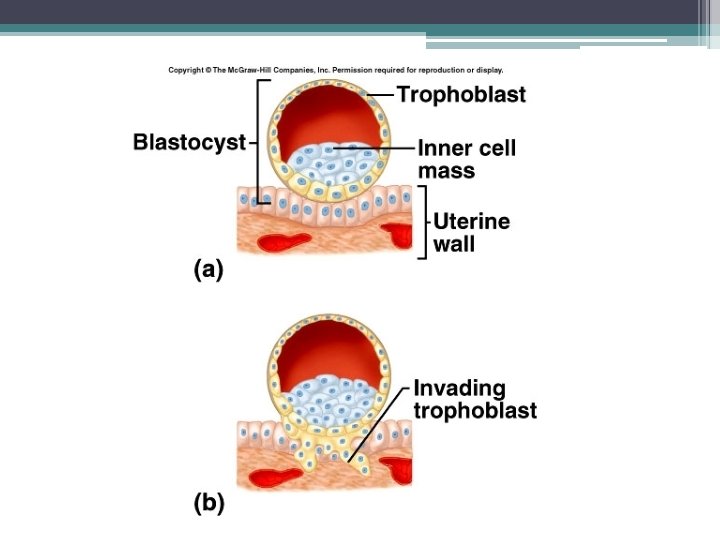 Embriogenesis Titta Novianti EMBRIOGENESIS Proses embriogenesis adalah ...