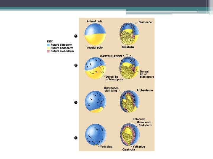 Embriogenesis Titta Novianti EMBRIOGENESIS Proses embriogenesis adalah ...