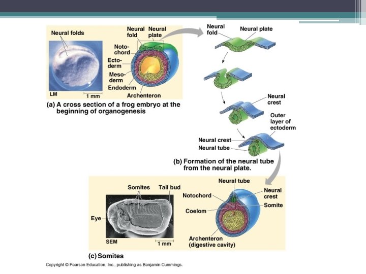 Embriogenesis Titta Novianti EMBRIOGENESIS Proses embriogenesis adalah ...