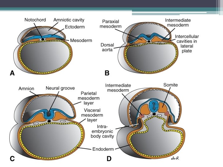 Embriogenesis Titta Novianti EMBRIOGENESIS Proses embriogenesis adalah ...