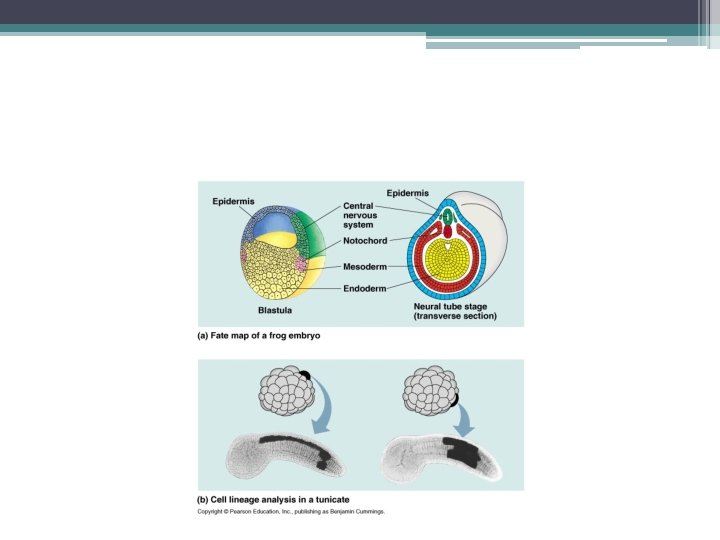 Embriogenesis Titta Novianti EMBRIOGENESIS Proses embriogenesis adalah ...