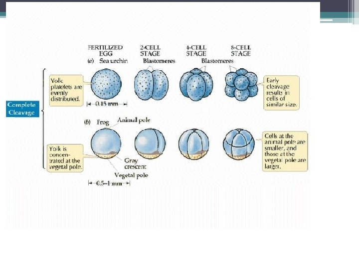 Embriogenesis Titta Novianti EMBRIOGENESIS Proses embriogenesis adalah ...