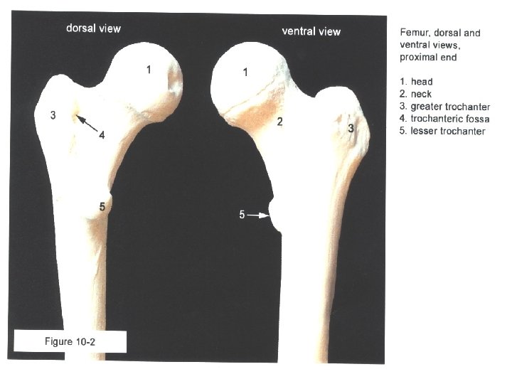 The Lower Extremity BIOL 1010 FEMUR TIBIA FIBULA