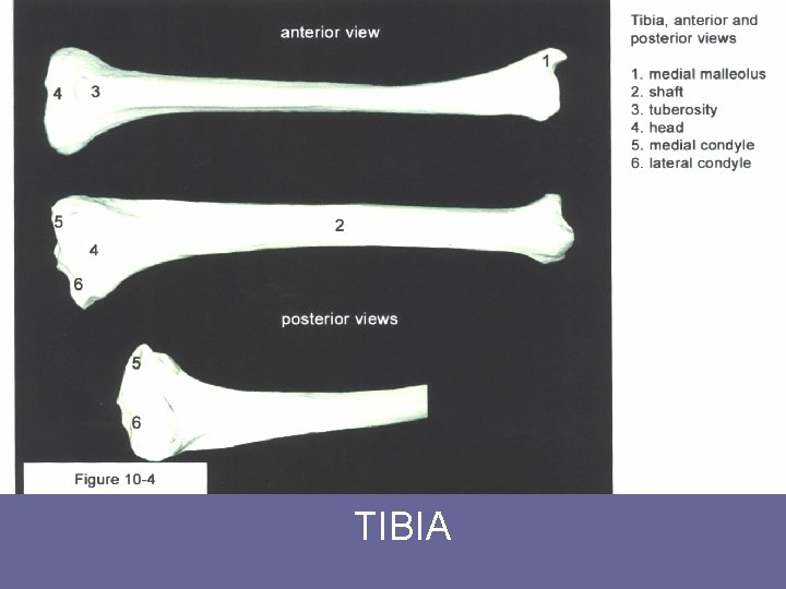 The Lower Extremity BIOL 1010 FEMUR TIBIA FIBULA