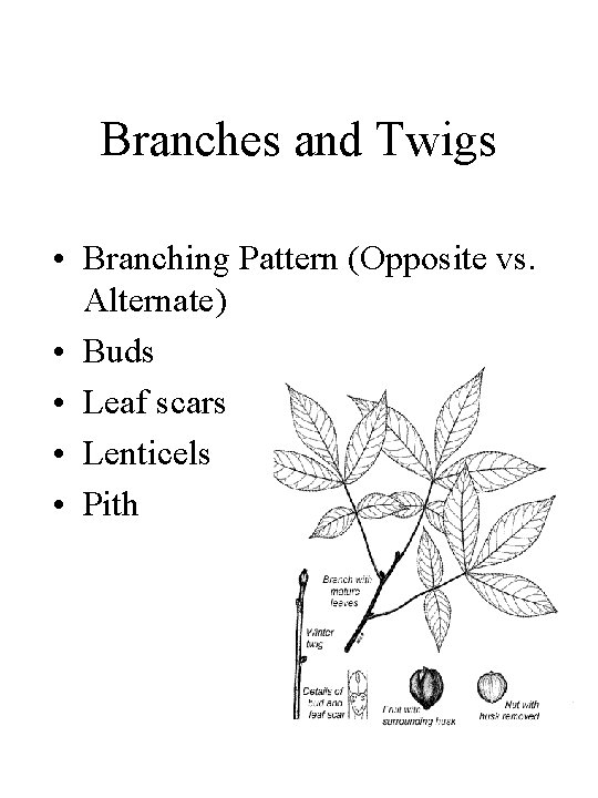 DENDROLOGY The study of trees and tree identification