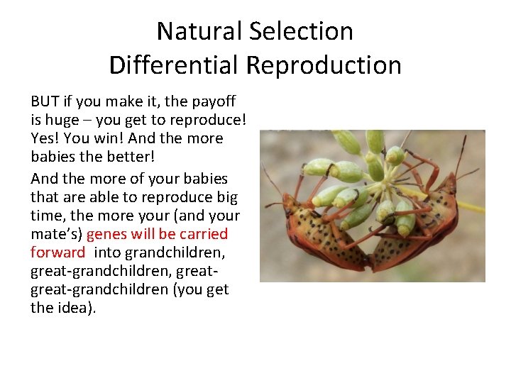 Skin Pigmentation Cell Biology slide version 1 0