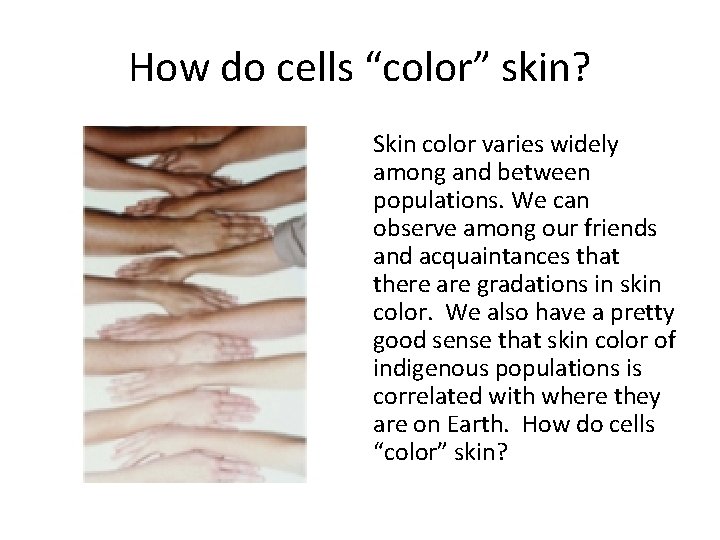 Skin Pigmentation Cell Biology slide version 1 0