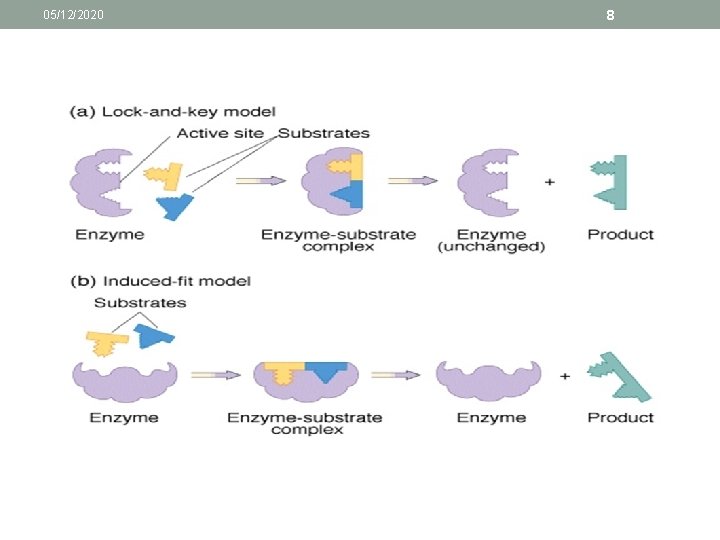05122020 ENZIM KOENZIM KOFAKTOR SRI WAHYUNI BAGIAN BIOKIMIA
