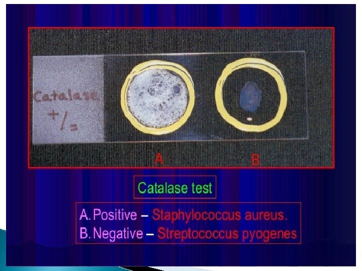 PATOLOGI SERANGGA BAKTERI ENTOMOPATOGEN Oleh Irda Safni SILABUS