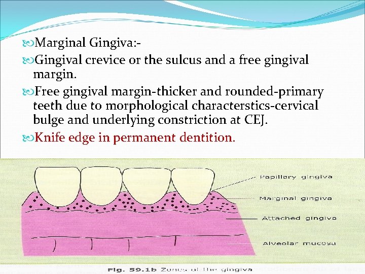 Gingival and periodontal diseases in children The gingiva