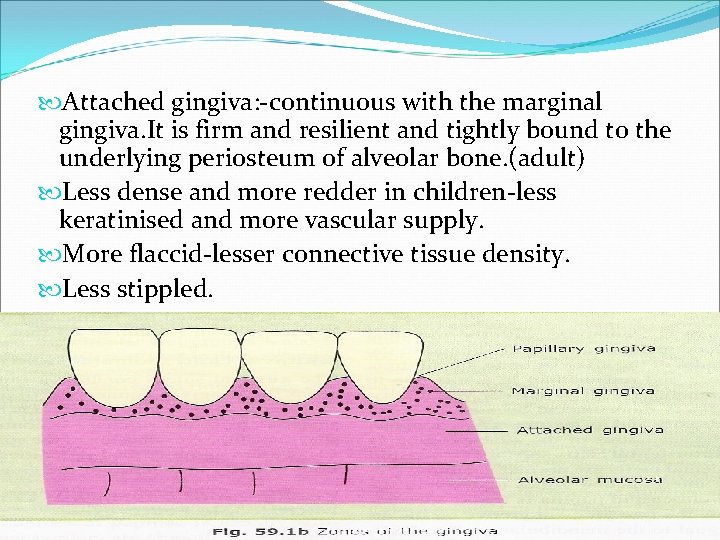 Gingival and periodontal diseases in children The gingiva