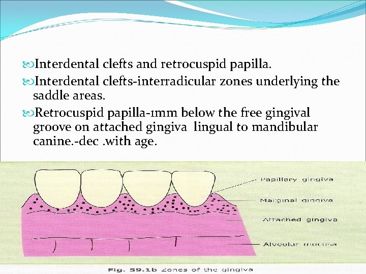 Gingival and periodontal diseases in children The gingiva