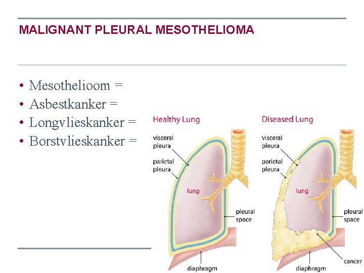 MARIA DISSELHORST LONGARTS ANTONI VAN LEEUWENHOEKZIEKENHUIS AMSTERDAM ...