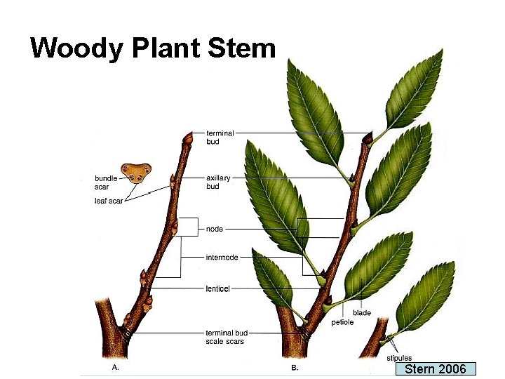 Plant Structure and Function He eats shoots and