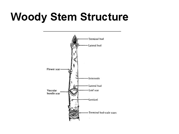 Plant Structure and Function He eats shoots and