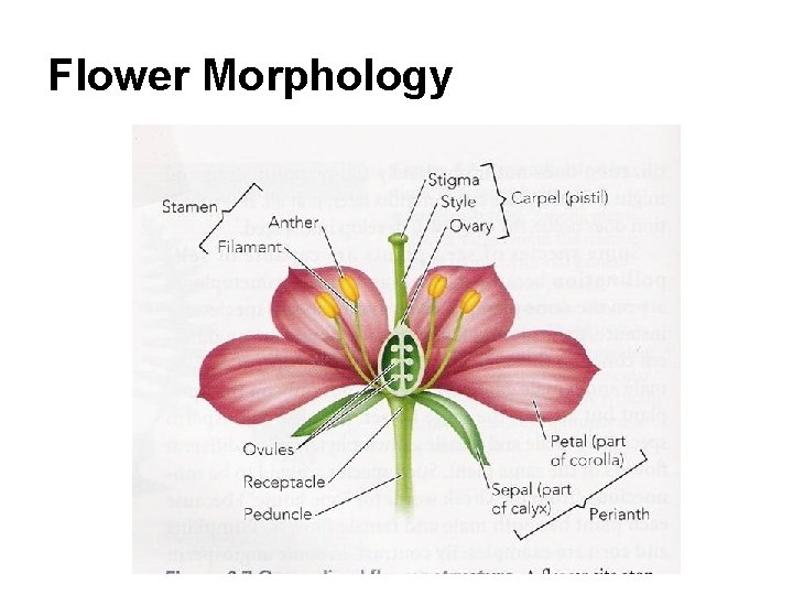Plant Structure and Function He eats shoots and