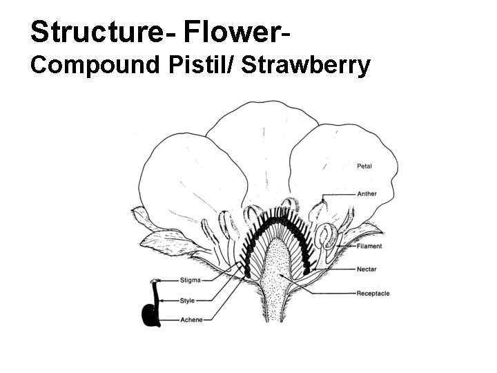 Plant Structure and Function He eats shoots and