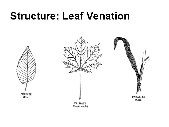 Plant Structure and Function He eats shoots and