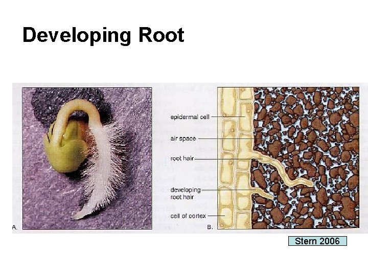 Plant Structure and Function He eats shoots and