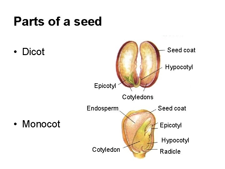 Plant Structure and Function He eats shoots and