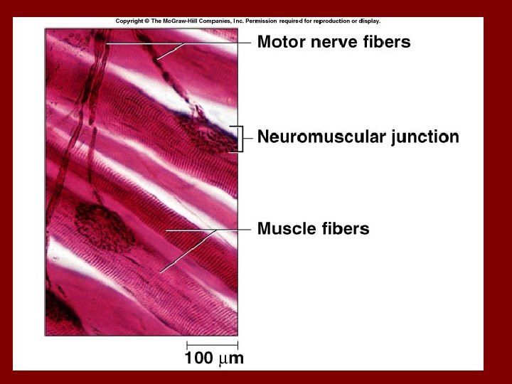CHAPTER 10 Muscle Tissue and Organization 1 2