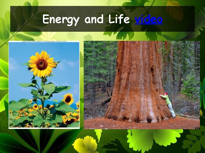 Energy and Life video Energy comes in many
