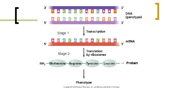 Protein Synthesis Process by which an organisms genotype