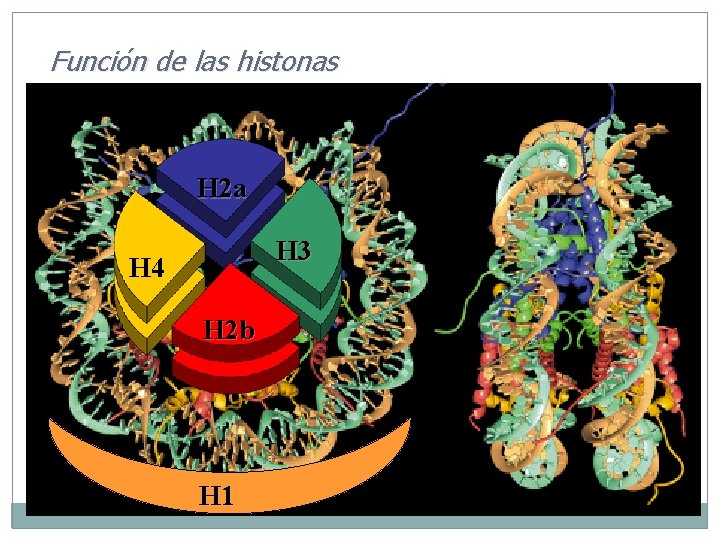 Biologa Molecular y Gentica INTRODUCCIN A LA ESTRUCTURA